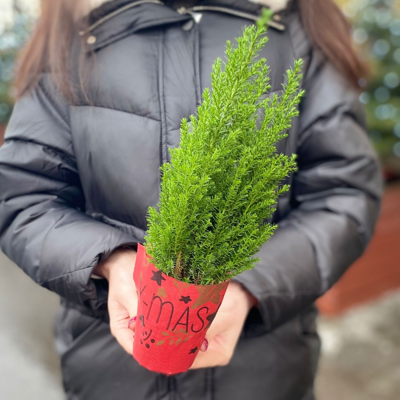 Кипарисовик Элвуди в пакете | доставка по Москве и области