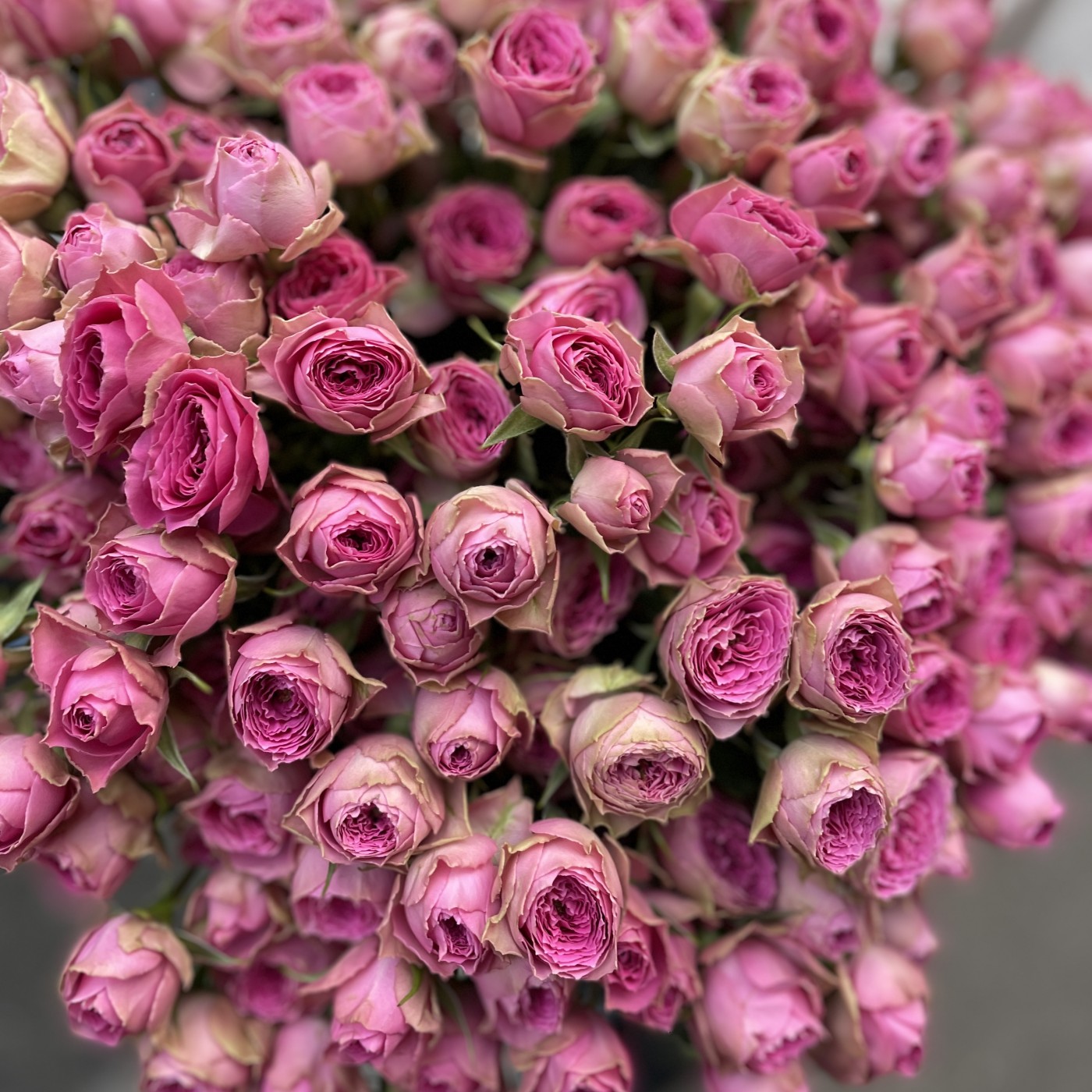 Кустовая пионовидная роза Пинк Бижу (Pink Bijoux) розового цвета ...